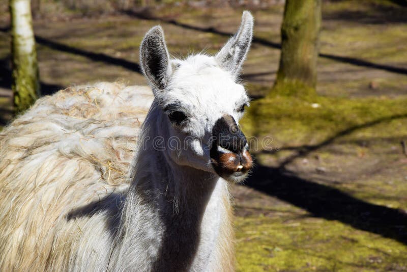 Portrait of a llama stock photo. Image of beautiful - 114066784