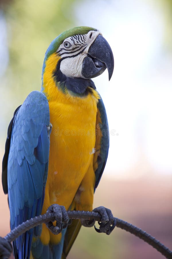 Beautiful Macaw Parrot Flying in the Sky. Stock Photo - Image of beauty ...