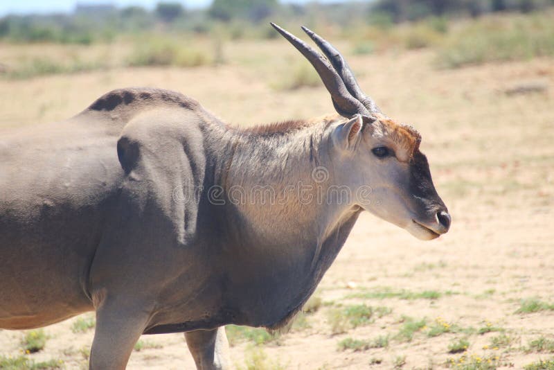 Eland stock photo. Image of male, savannah, antelope - 112657758