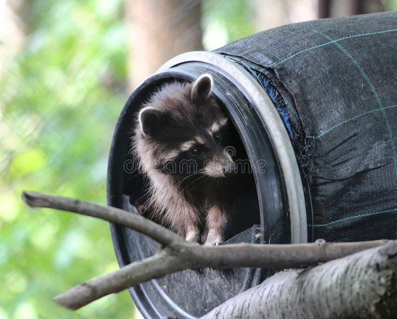 Portrait of Beautiful Mammal Raccoon Stock Image - Image of kitten ...