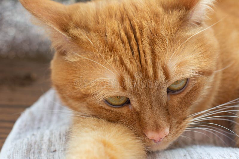 Portrait of Beautiful Metis Red Cat, Closeup Lying Stock Photo - Image ...