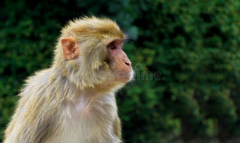 Portrait of a Beautiful Monkey,Close-up of a Common Stock Image - Image ...