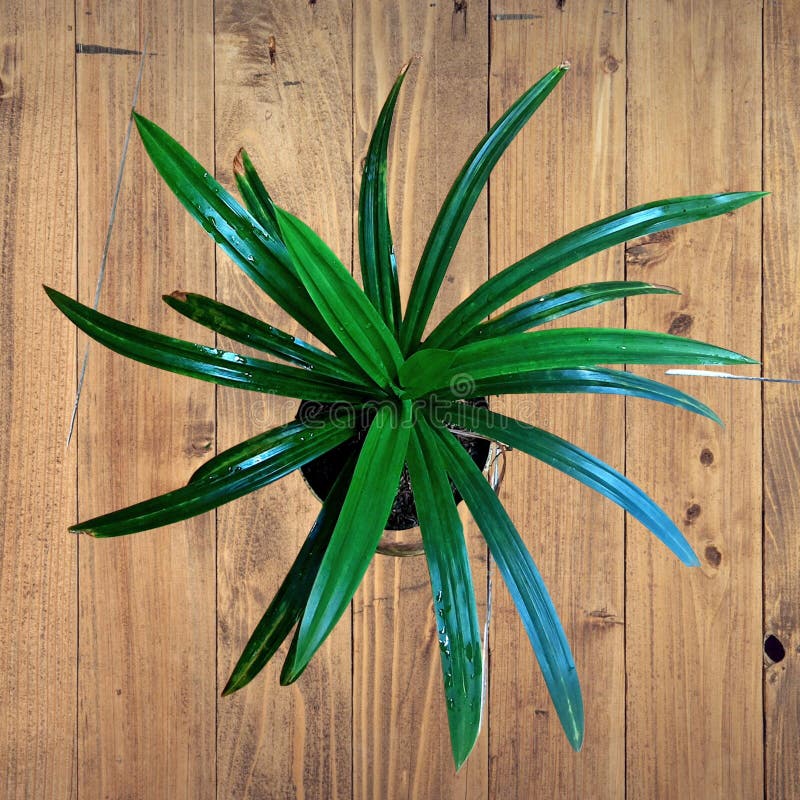 Portrait of the Beautiful Natural Form of Fragrant Pandanus Utilis ...