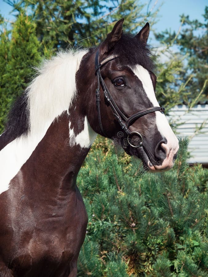Beautiful Draft Heavy Horse Posing at Castle Background. Vladimir Horse ...