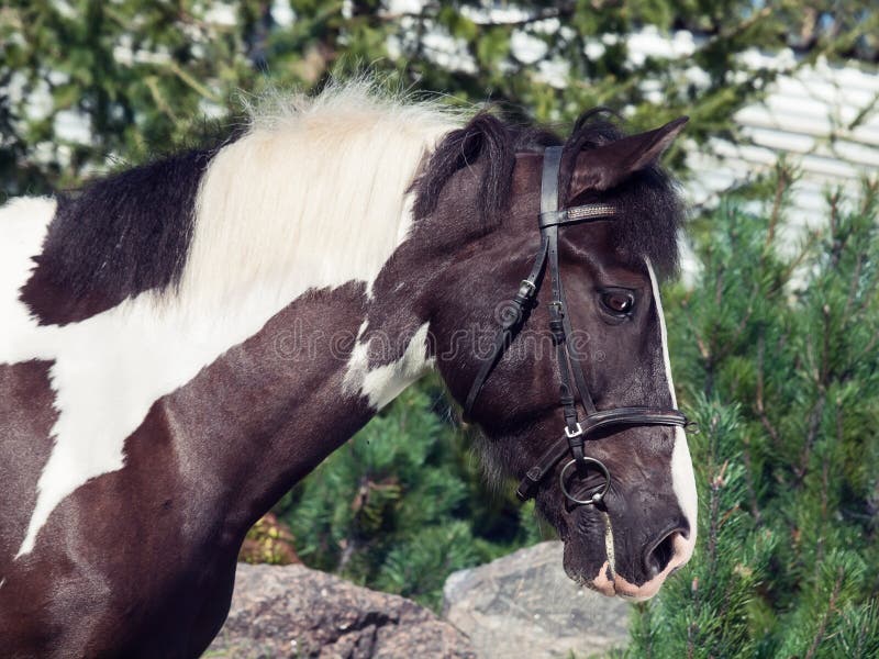 Portrait of the Beautiful Paint Draft Horse Stock Image - Image of ...