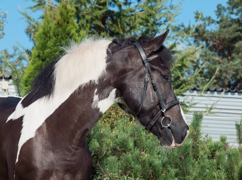 Portrait of the Beautiful Paint Draft Horse Stock Photo - Image of ...