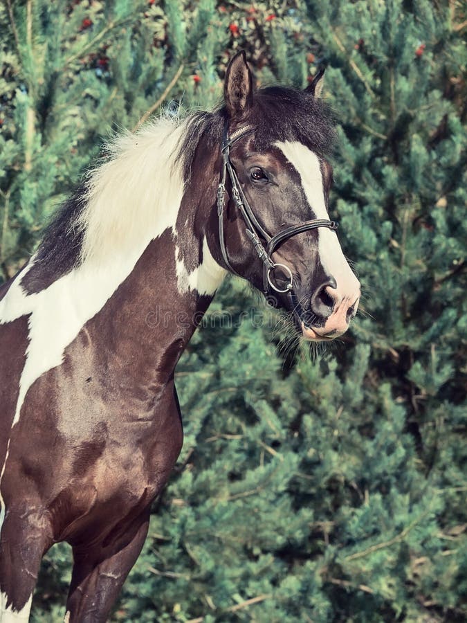 Portrait of the Beautiful Paint Draft Horse Stock Image - Image of ...