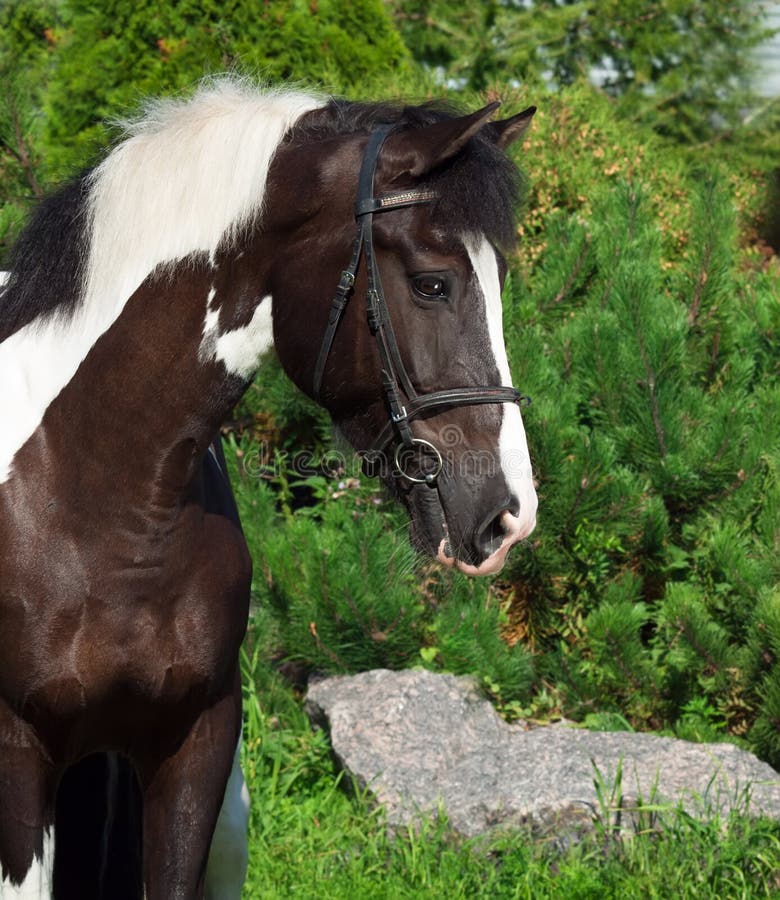 Portrait of the Beautiful Paint Draft Horse Stock Photo - Image of ...
