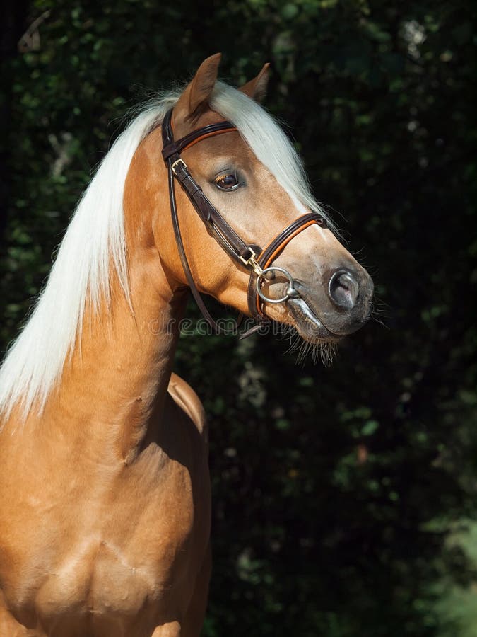 Portrait of Beautiful Palomino Welsh Pony Stock Image - Image of ...