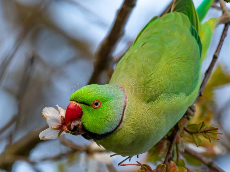 Portrait of a Beautiful Ringed Neck Parakeet Parrot on a Tree Branch ...