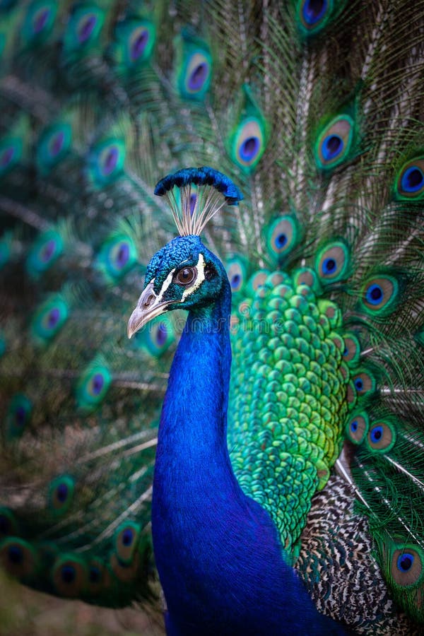 Portrait of a Beautiful Peacock. Stock Photo - Image of feathers, bird ...
