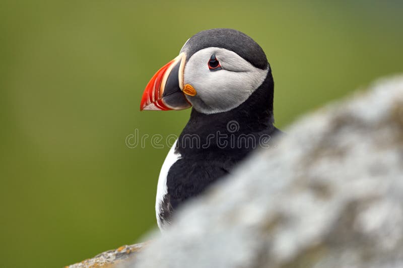 Portrait of a Beautiful Puffin Stock Image - Image of ornithology, bird ...
