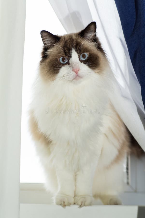 Portrait of a Beautiful Ragdoll Cat in a Home Environment Stock Photo ...
