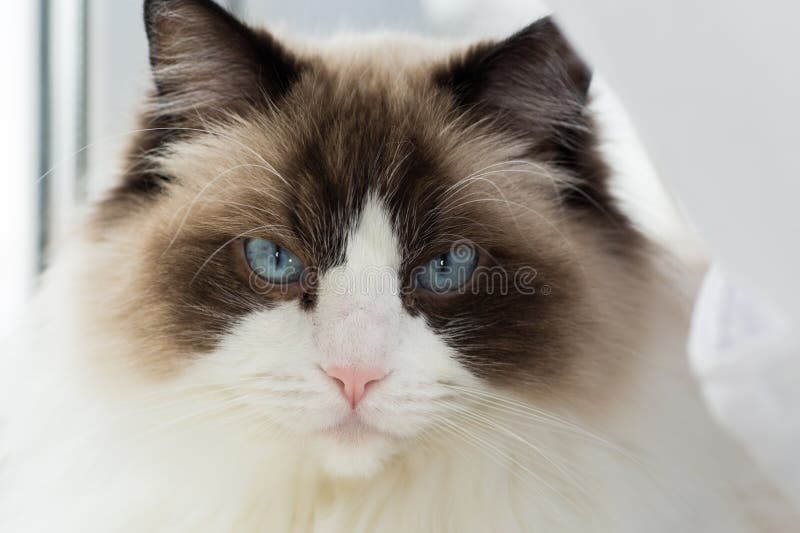 Portrait of a Beautiful Ragdoll Cat in a Home Environment Stock Photo ...