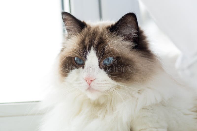 Portrait of a Beautiful Ragdoll Cat in a Home Environment Stock Image ...