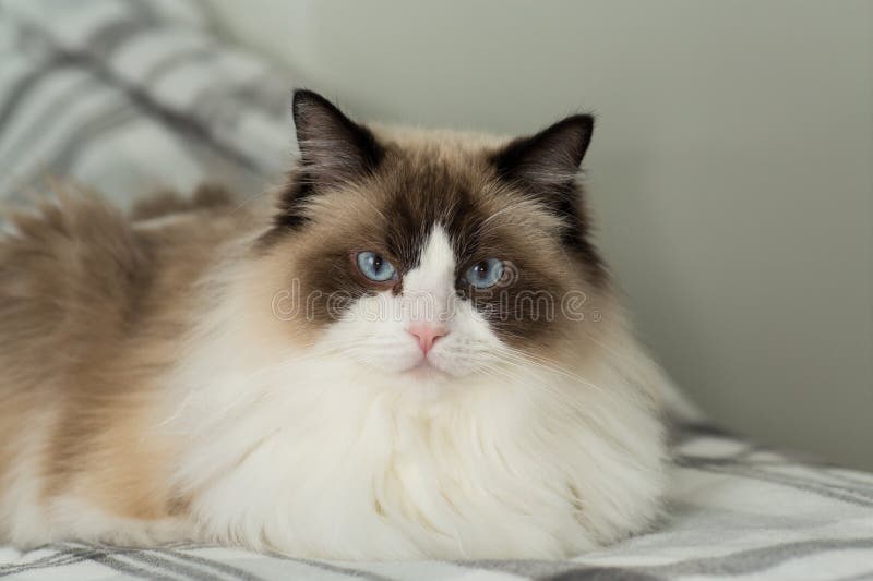 Portrait of a Beautiful Ragdoll Cat in a Home Environment Stock Image ...