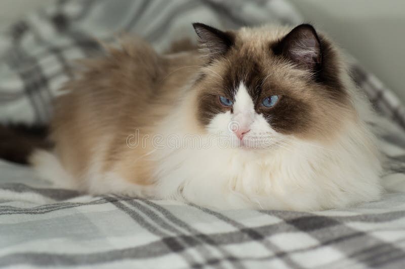 Portrait of a Beautiful Ragdoll Cat in a Home Environment Stock Photo ...