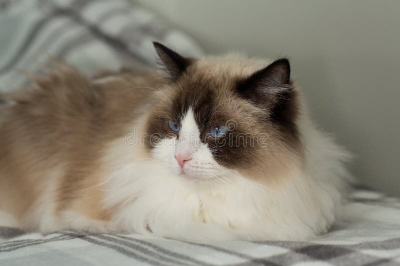 Portrait of a Beautiful Ragdoll Cat in a Home Environment Stock Image ...
