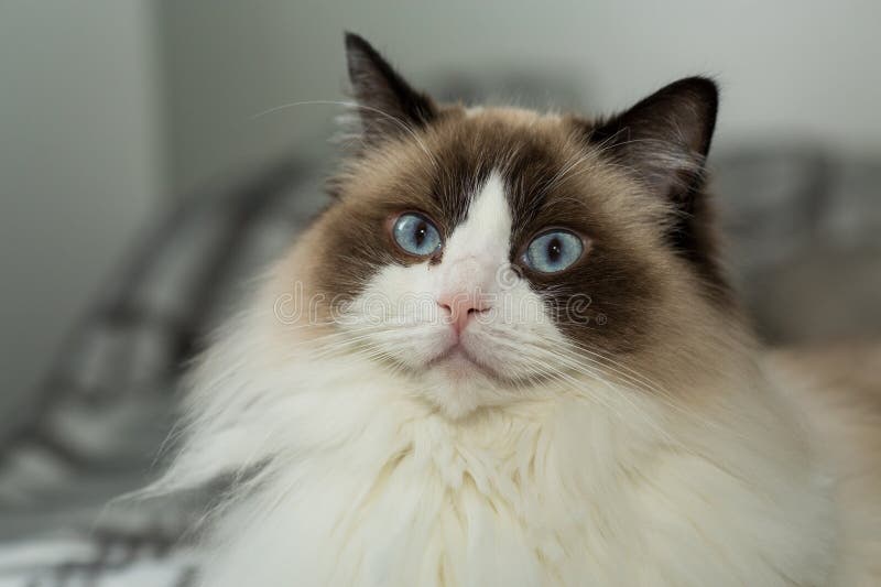 Portrait of a Beautiful Ragdoll Cat in a Home Environment Stock Image ...