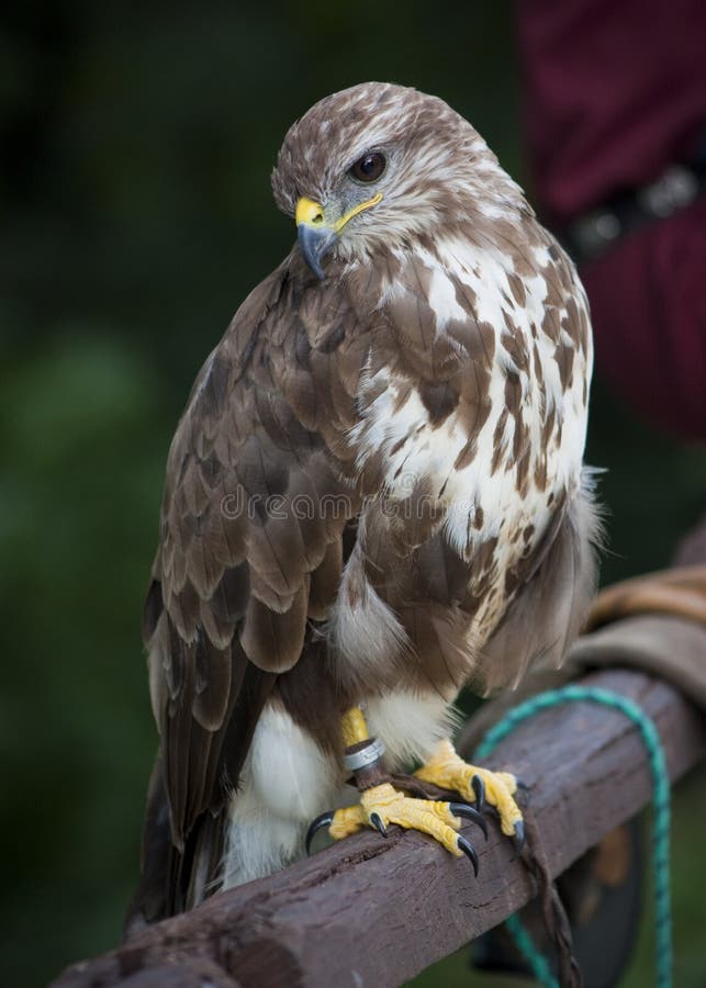 Portrait of a Beautiful Raptor or Bird of Prey Stock Image - Image of ...