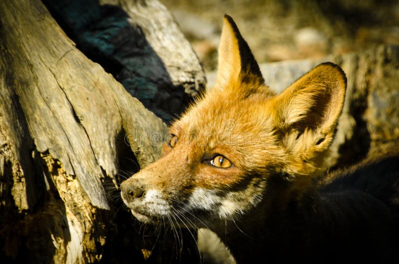 Portrait of a Beautiful Red Fox Looking Above Stock Photo - Image of ...