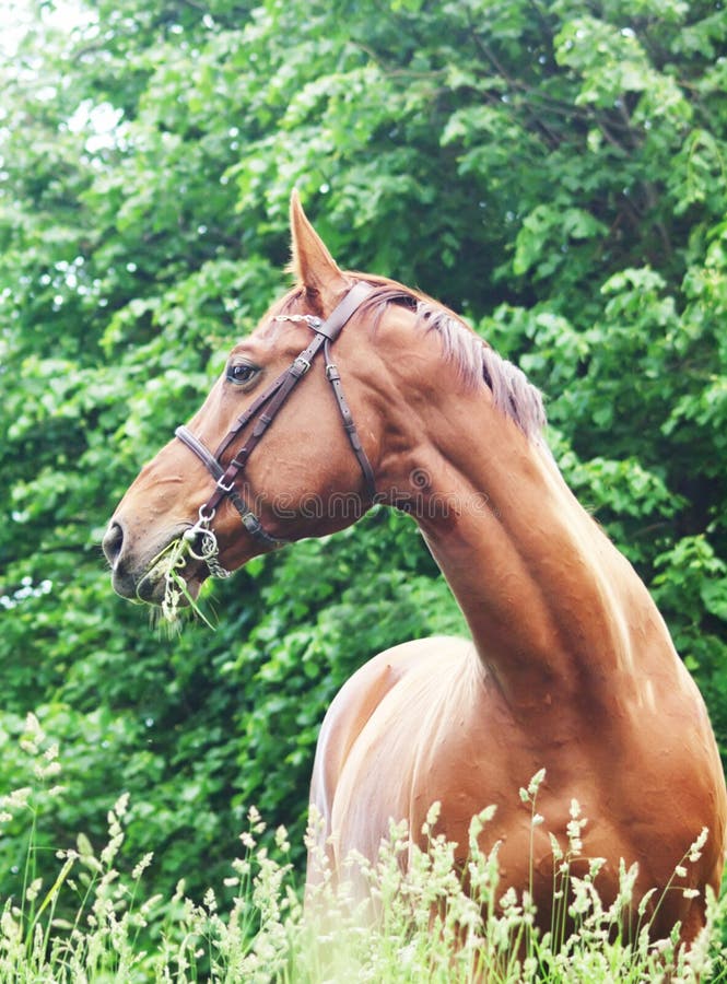 Portrait of Beautiful Red Horse Russian Breed Stock Photo - Image of ...