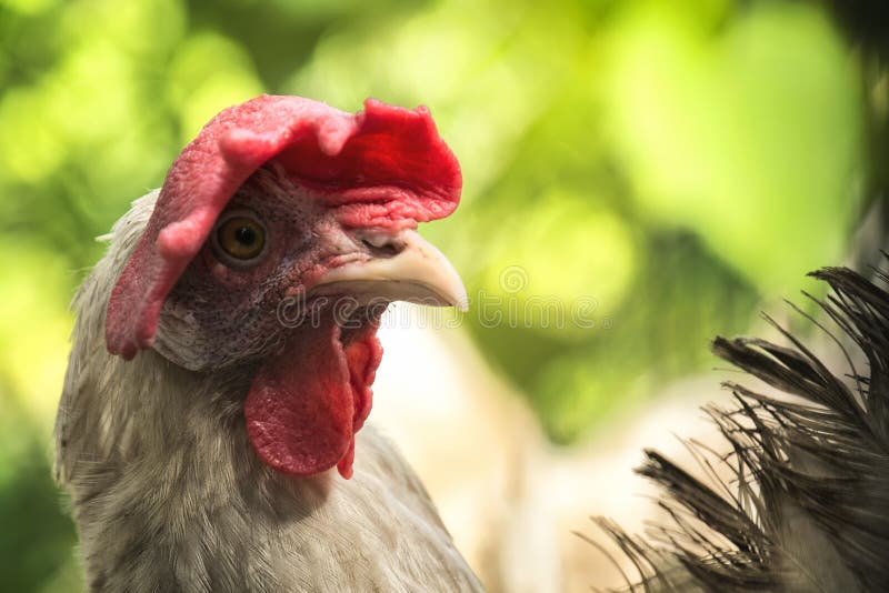 Portrait of a Beautiful Rooster Stock Photo - Image of rooster, chicken ...