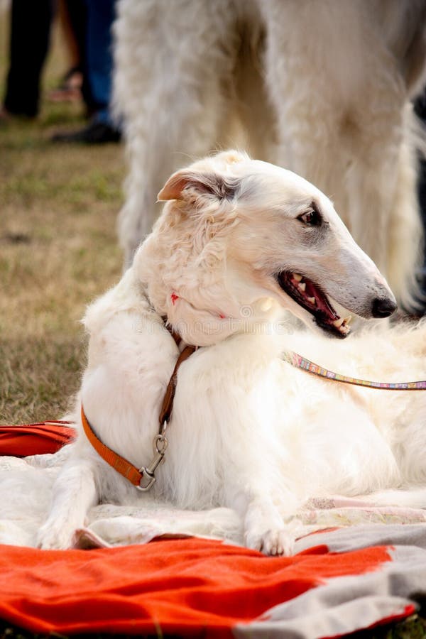 Russian Wolfhound Dog, Borzoi Walk, Sighthound Stock Image - Image of ...