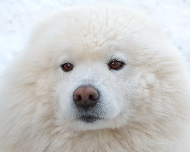 Portrait of a Beautiful Samoyed Dog Stock Photo - Image of samoyed ...