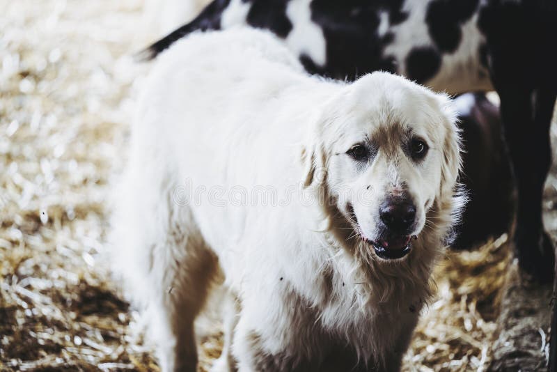 Portrait of a Shepherd Dog Patou in a Sheepfold Stock Photo - Image of ...