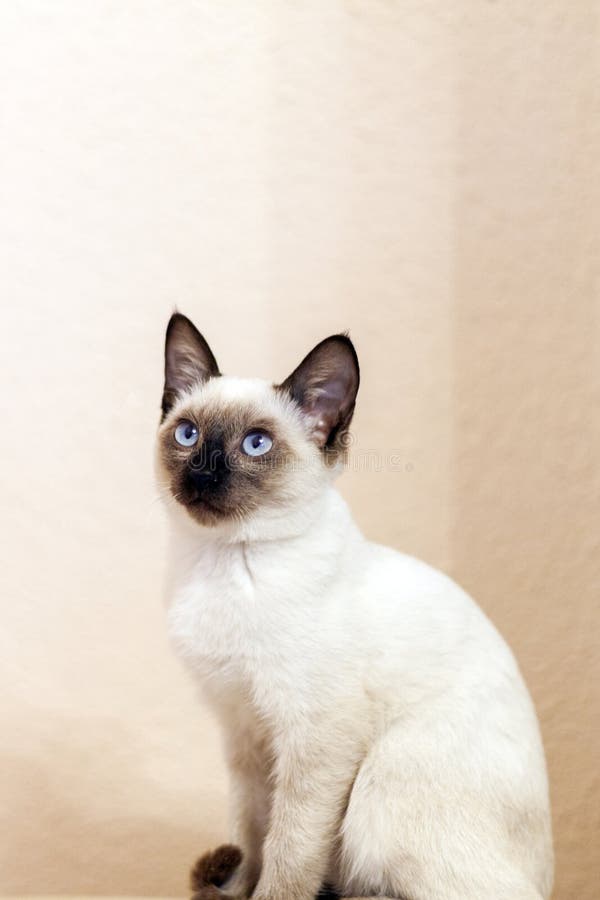 Portrait of Beautiful Siamese Cat. Cute Siamese Kitten Posing Stock ...