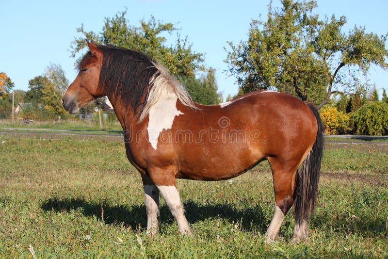Skewbald Horse Galloping Free Isolated on White Stock Image - Image of ...