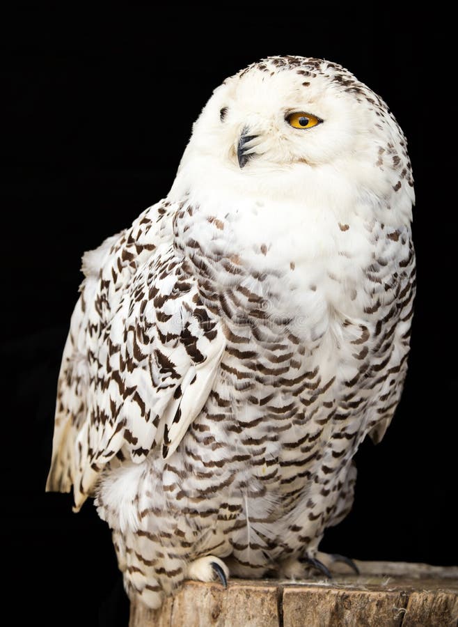 Portrait of a Beautiful Snow Owl Stock Photo - Image of animal, bird ...
