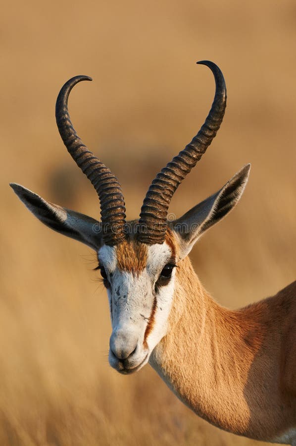 Springbok stock photo. Image of namibia, grazing, grasslands - 17927372