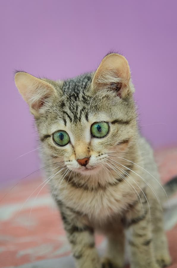 Portrait of a Beautiful Striped Kitten with Green Eyes. Stock Photo ...
