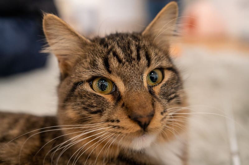 Portrait of a Beautiful Tabby Cat Stock Photo - Image of furry, eyes ...