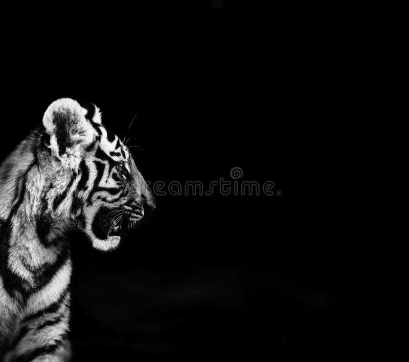 245 Tiger Cub Profile Stock Photos - Free & Royalty-Free Stock Photos ...