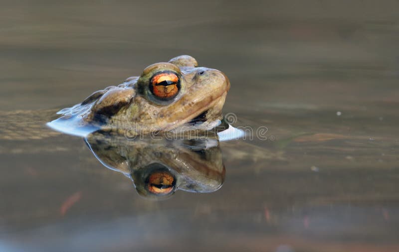 Portrait of a Beautiful Toad with Head Above the Water Surface Stock ...