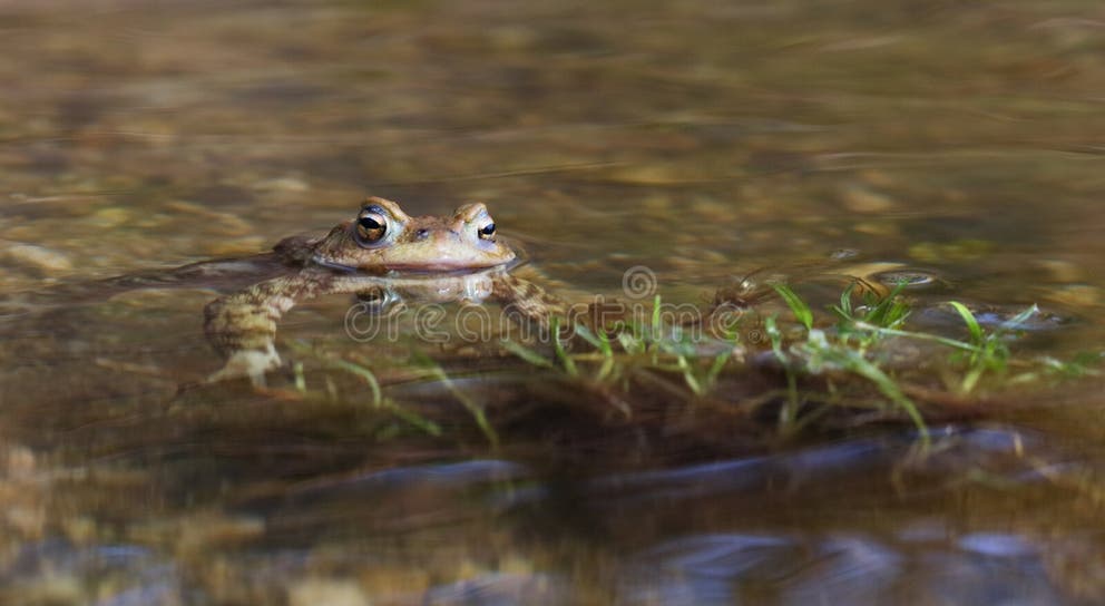 Portrait of a Beautiful Toad with Head Above the Water Surface Stock ...