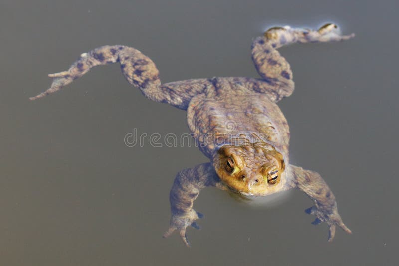 Cow head stock image. Image of mammal, green, fauna, beef - 33299059