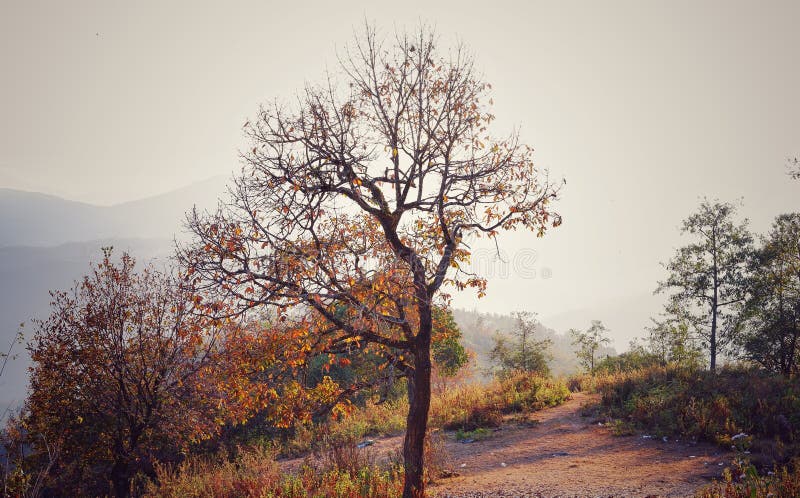 Portrait of a Beautiful Tree at Phek Nagaland Stock Image - Image of ...