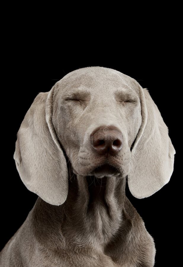 Beautiful Weimaraner Dog stock image. Image of grass - 10644359