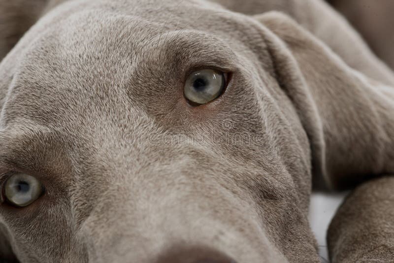 Portrait of a Beautiful Weimaraner Stock Image - Image of listening ...