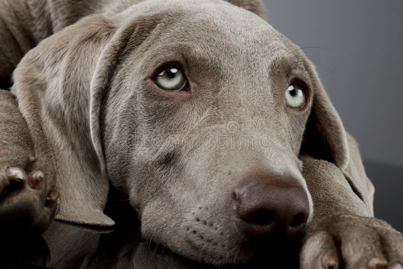 Portrait of a Beautiful Weimaraner Stock Image - Image of beauty, right ...