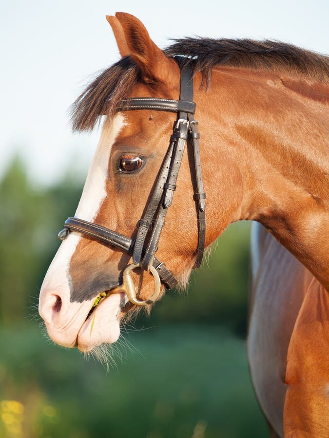 Portrait of Beautiful Welsh Pony Mare Stock Photo - Image of domestic ...