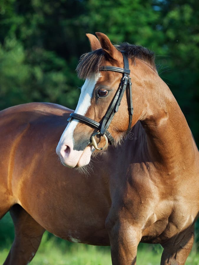 Portrait of Beautiful Welsh Pony Mare Stock Image - Image of beautiful ...