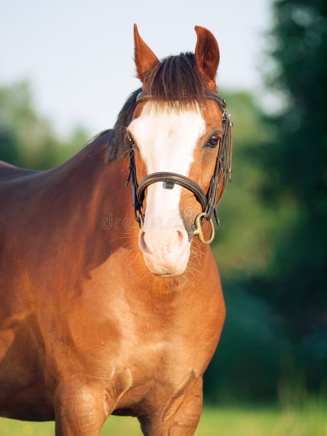 Portrait of Beautiful Welsh Pony Mare Stock Photo - Image of equestrian ...