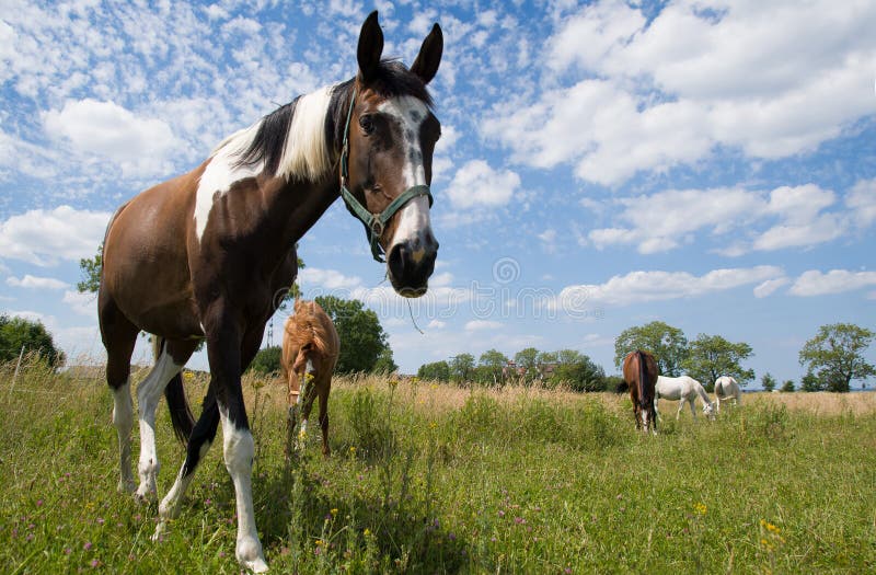 Portrait horse stock photo. Image of pasture, beautiful - 262527272