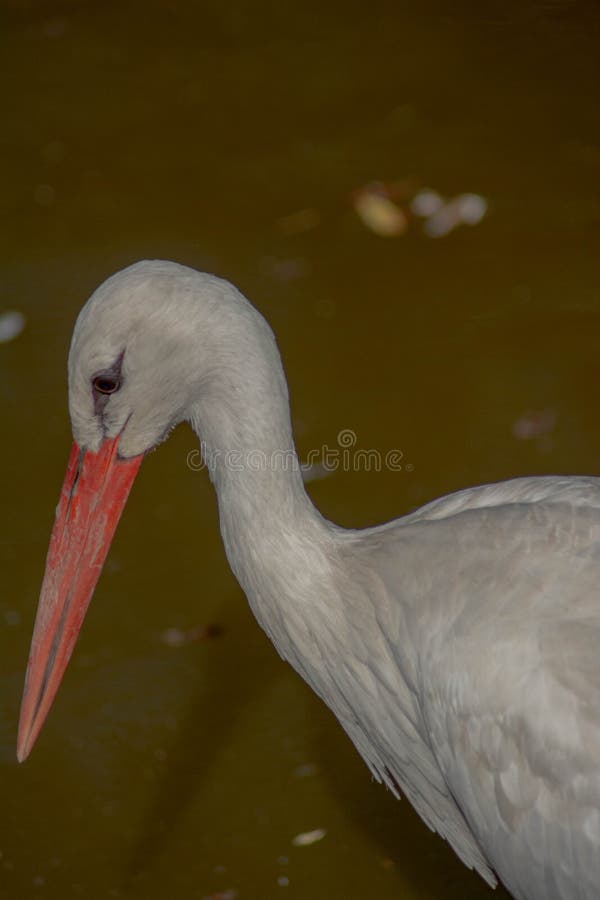 Portrait of Beautiful White Stork Stock Photo - Image of black, nature ...