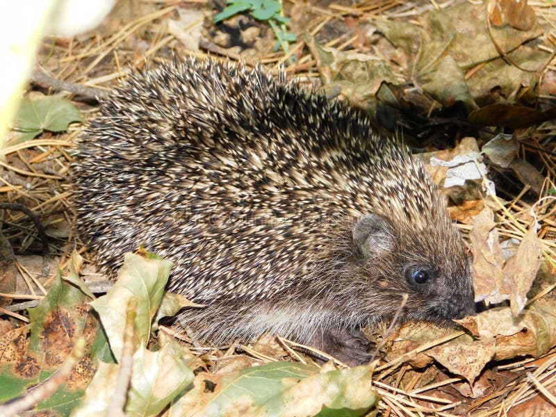 Portrait of Beautiful Wild Animal Prickly Hedgehog Stock Image - Image ...